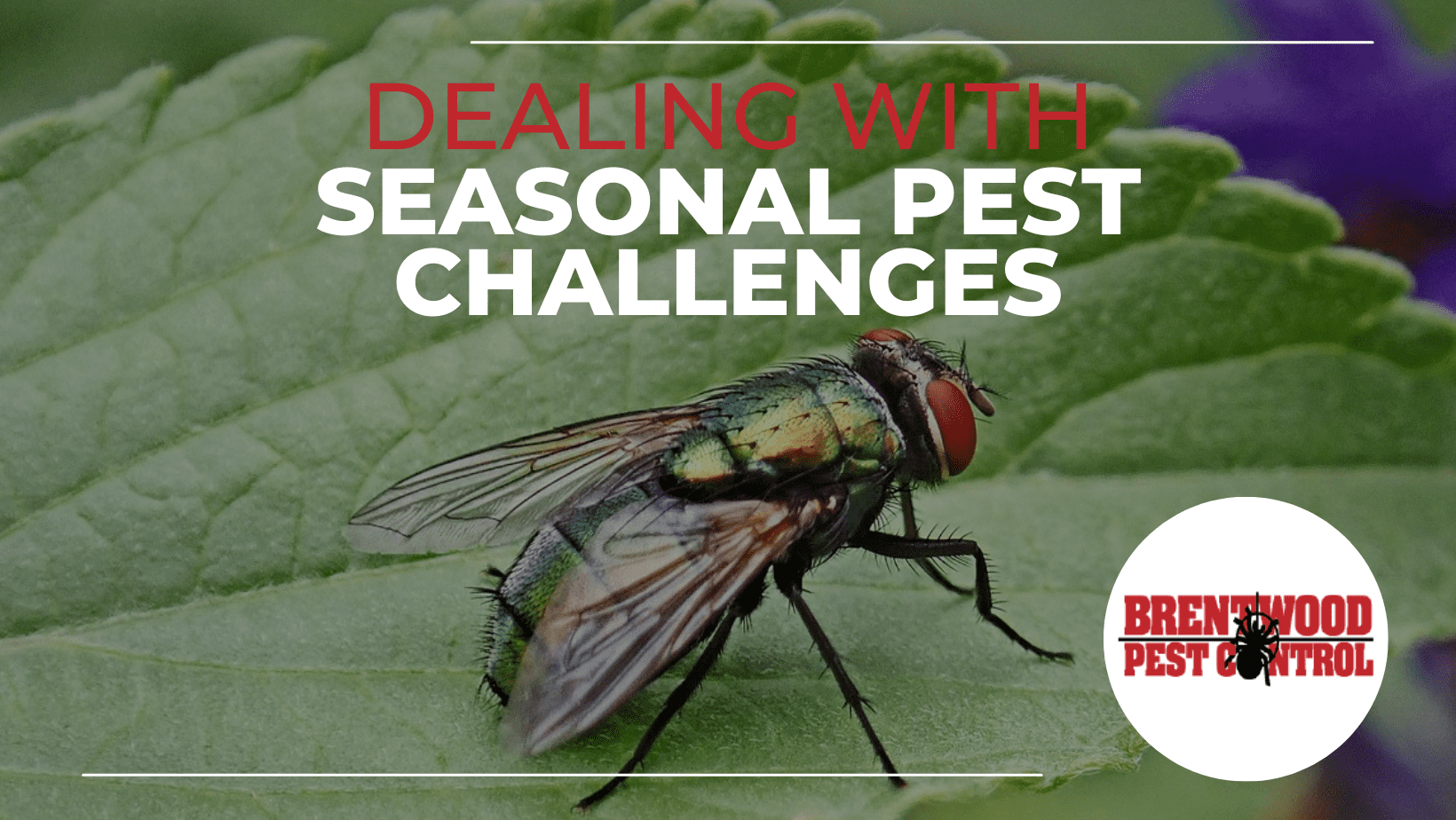 Dealing with Seasonal Pest Challenges in Brentwood: Insights from ...