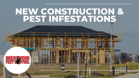 The Impact of New Construction on Pest Infestations: Insights from ...