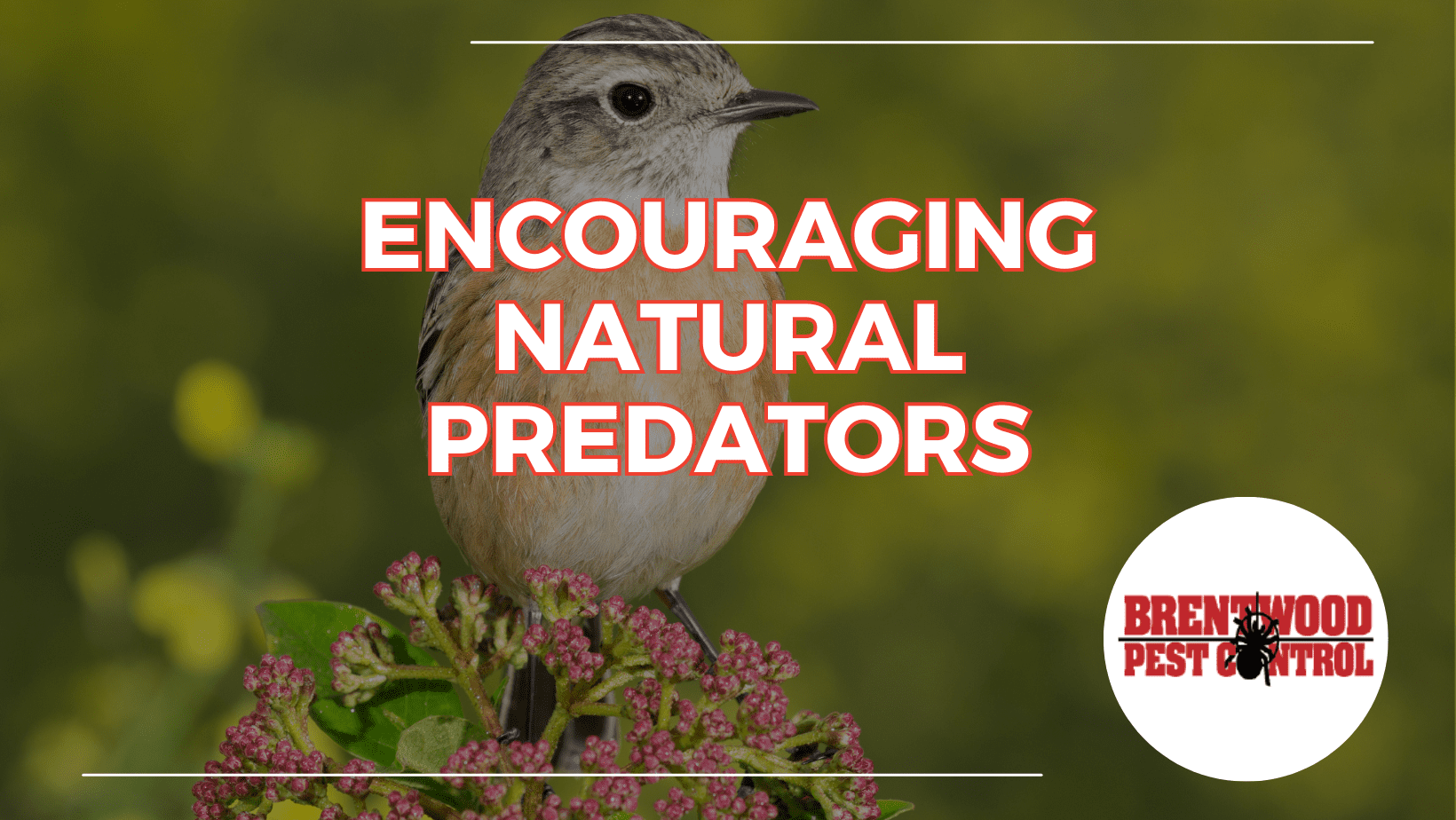 The Role of Wildlife in Pest Control: Encouraging Natural Predators in ...