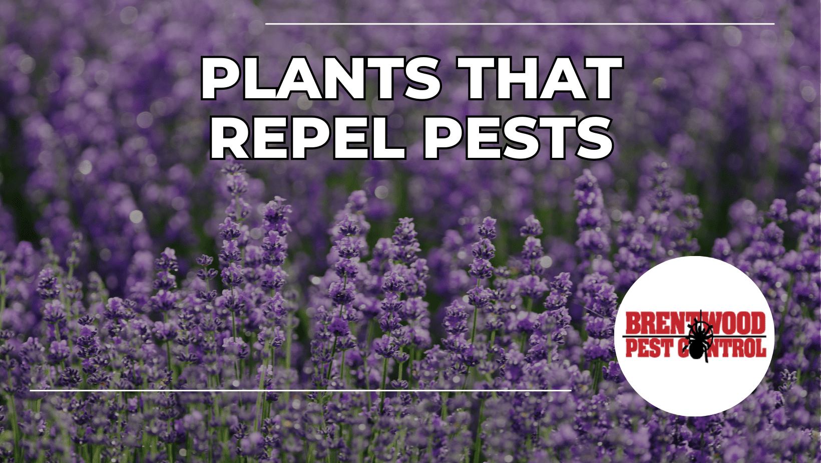 Mosquito-Repelling Plants to Add to Your Garden This Summer - Brentwood ...