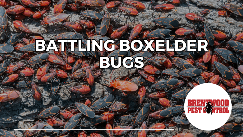 Battling Boxelder Bugs: How to Keep Them Out of Your Home Year-Round ...