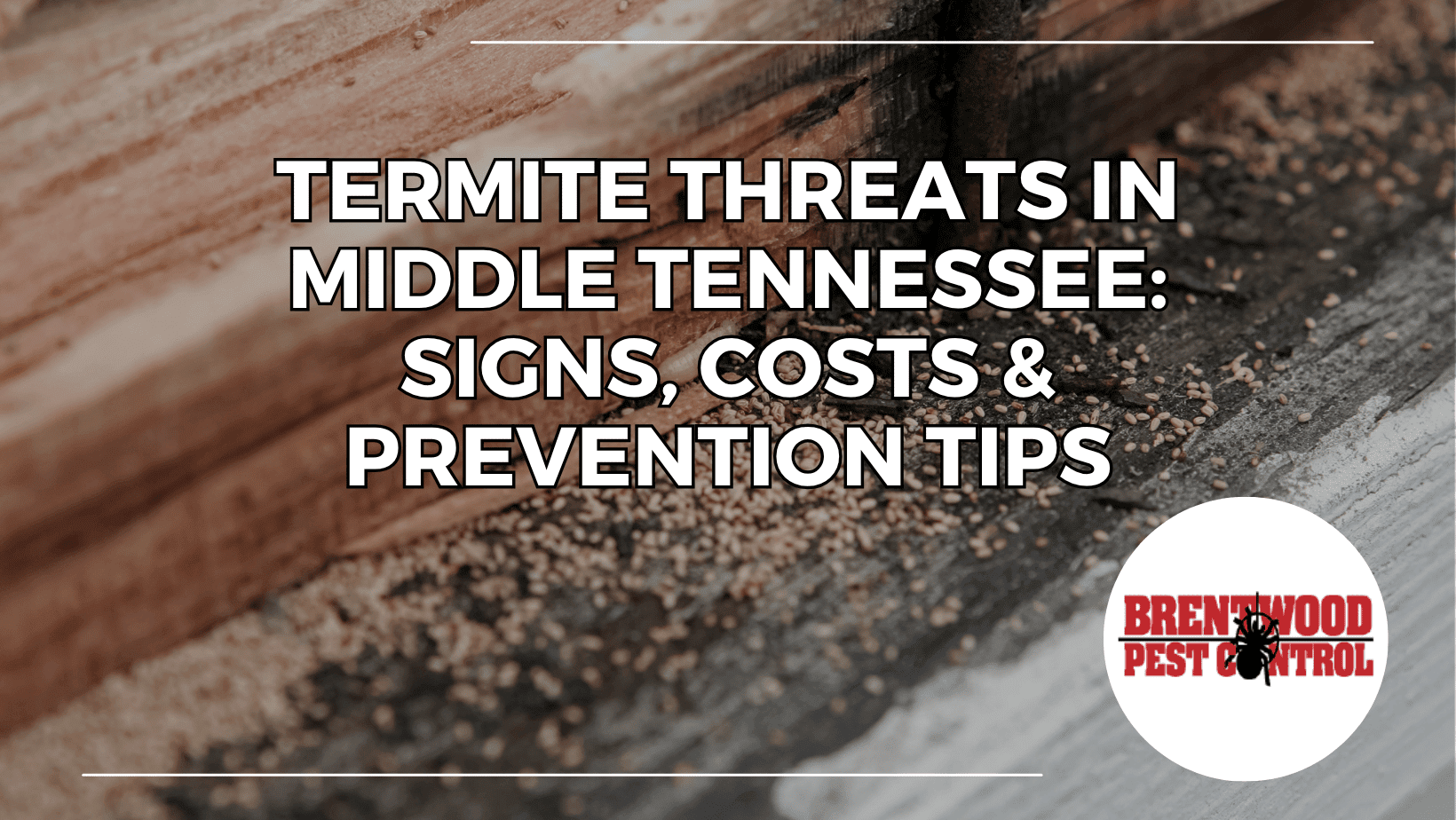 Termite Threats in Middle Tennessee: Signs, Costs & Prevention Tips ...
