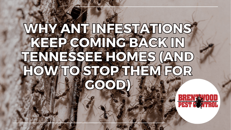 Why Ant Infestations Keep Coming Back in Tennessee Homes (And How to ...